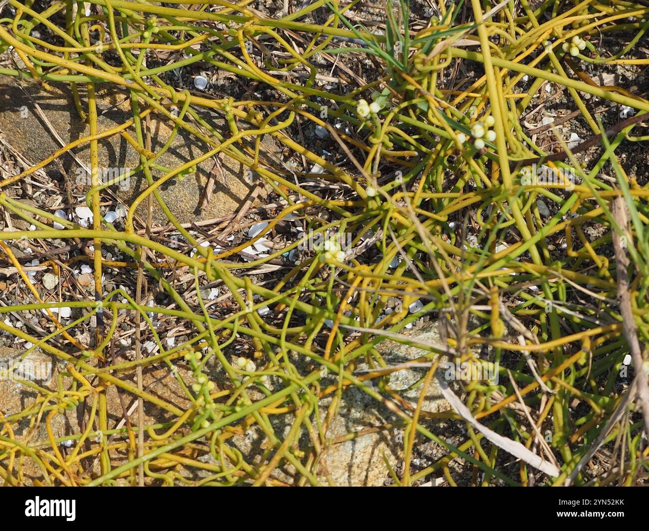 laurel dodder (Cassytha filiformis Stock Photo - Alamy