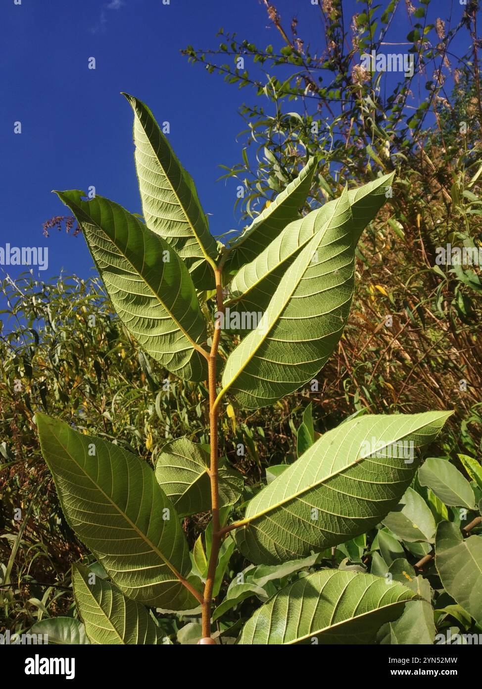 Semicordata hi-res stock photography and images - Alamy