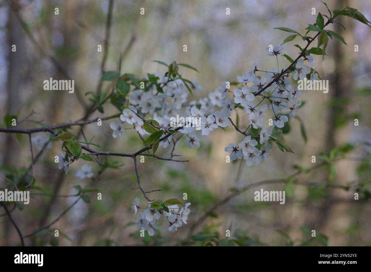 Canada plum (Prunus nigra Stock Photo - Alamy