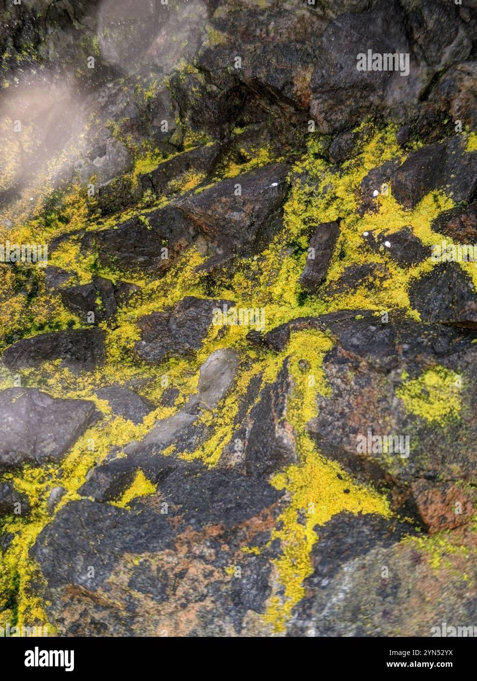 gold dust lichen (Chrysothrix candelaris Stock Photo - Alamy