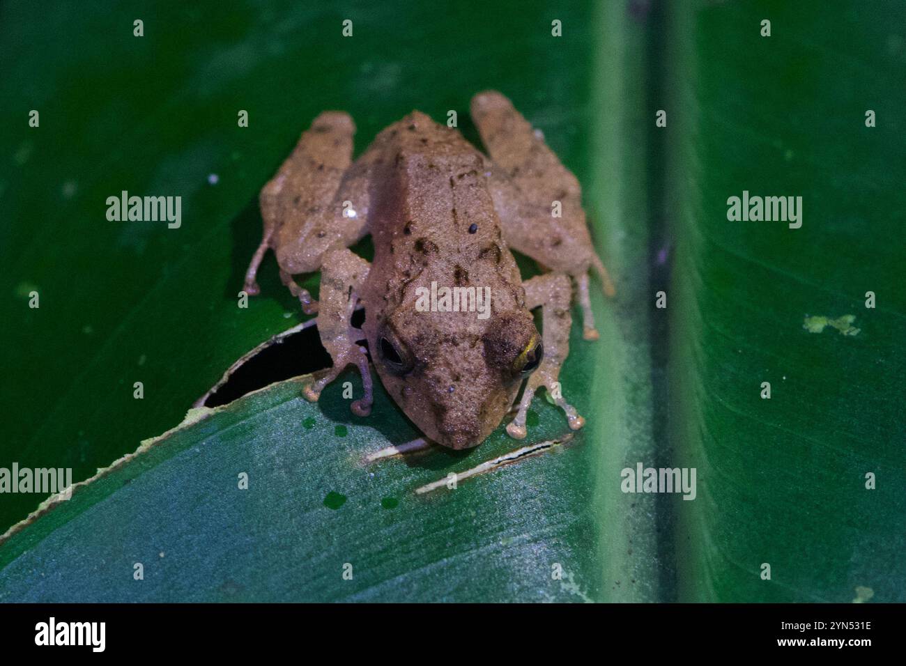 Clay colored rain frog hi-res stock photography and images - Alamy