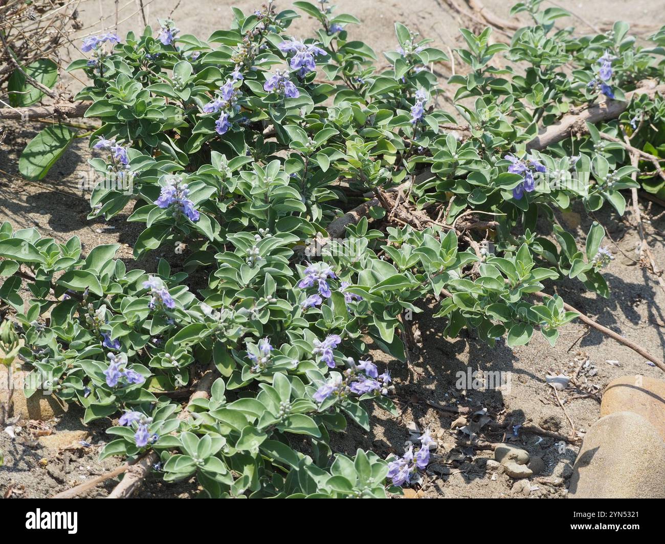 Beach Vitex (Vitex rotundifolia Stock Photo - Alamy