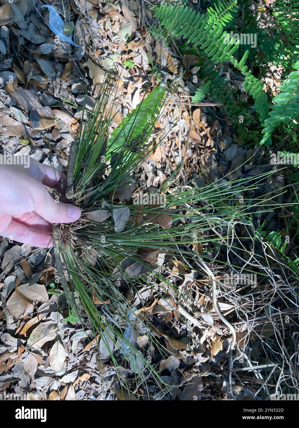southern needleleaf airplant (Tillandsia setacea Stock Photo - Alamy