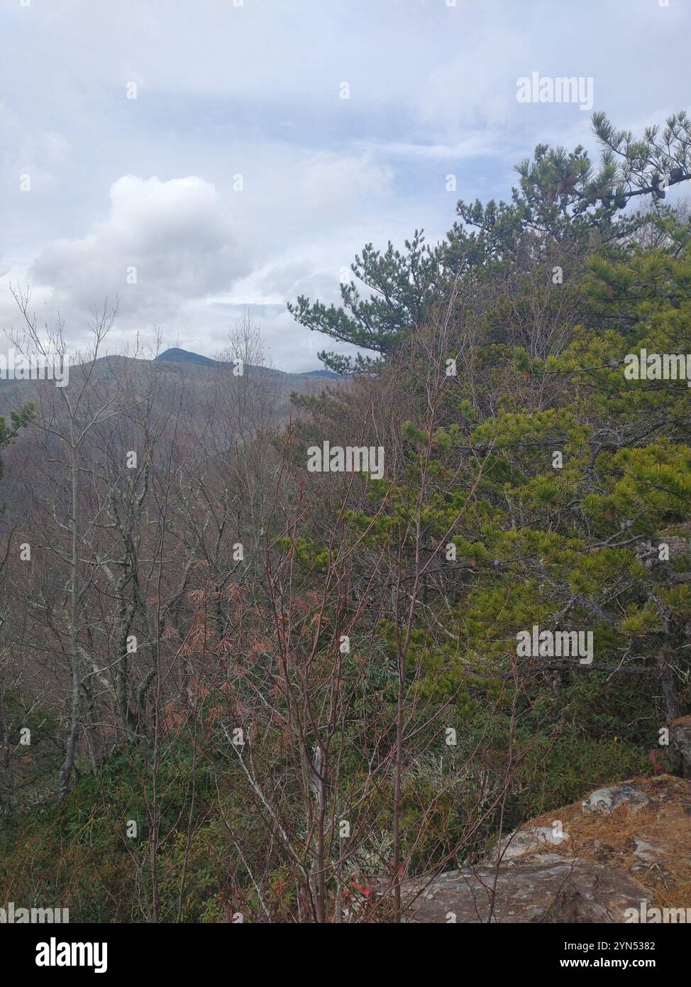Table Mountain pine (Pinus pungens Stock Photo - Alamy