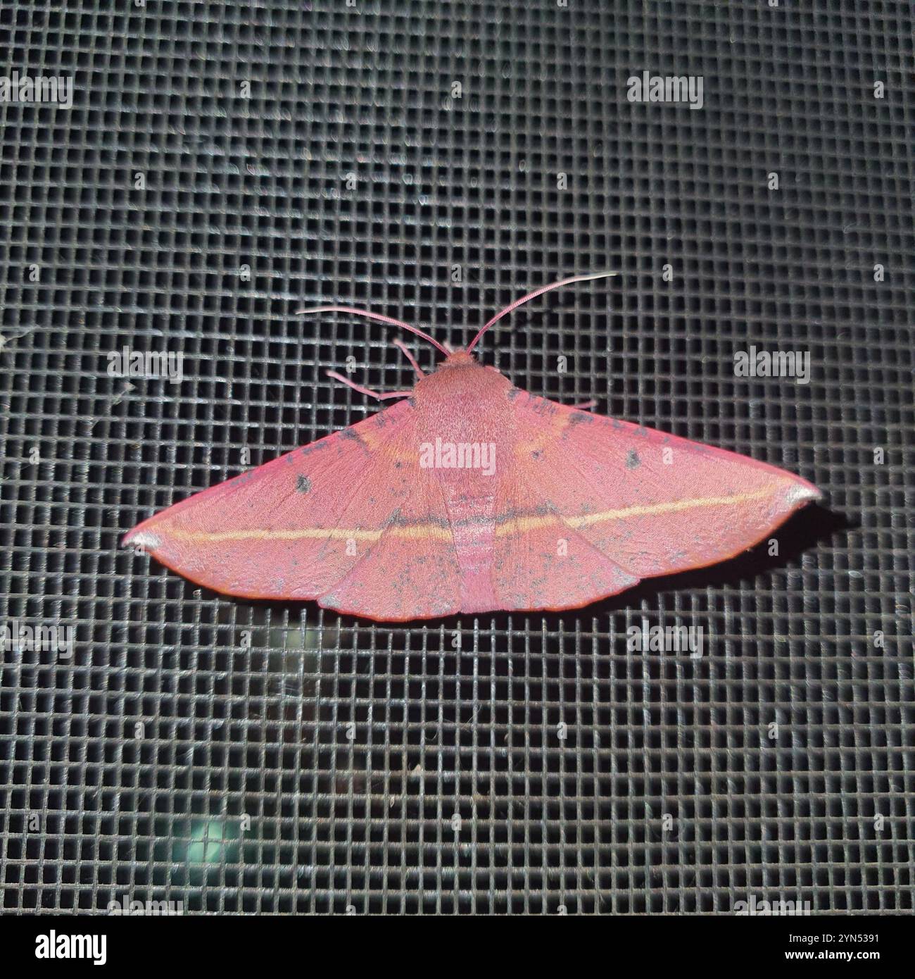 Pink bellied moth hi-res stock photography and images - Alamy