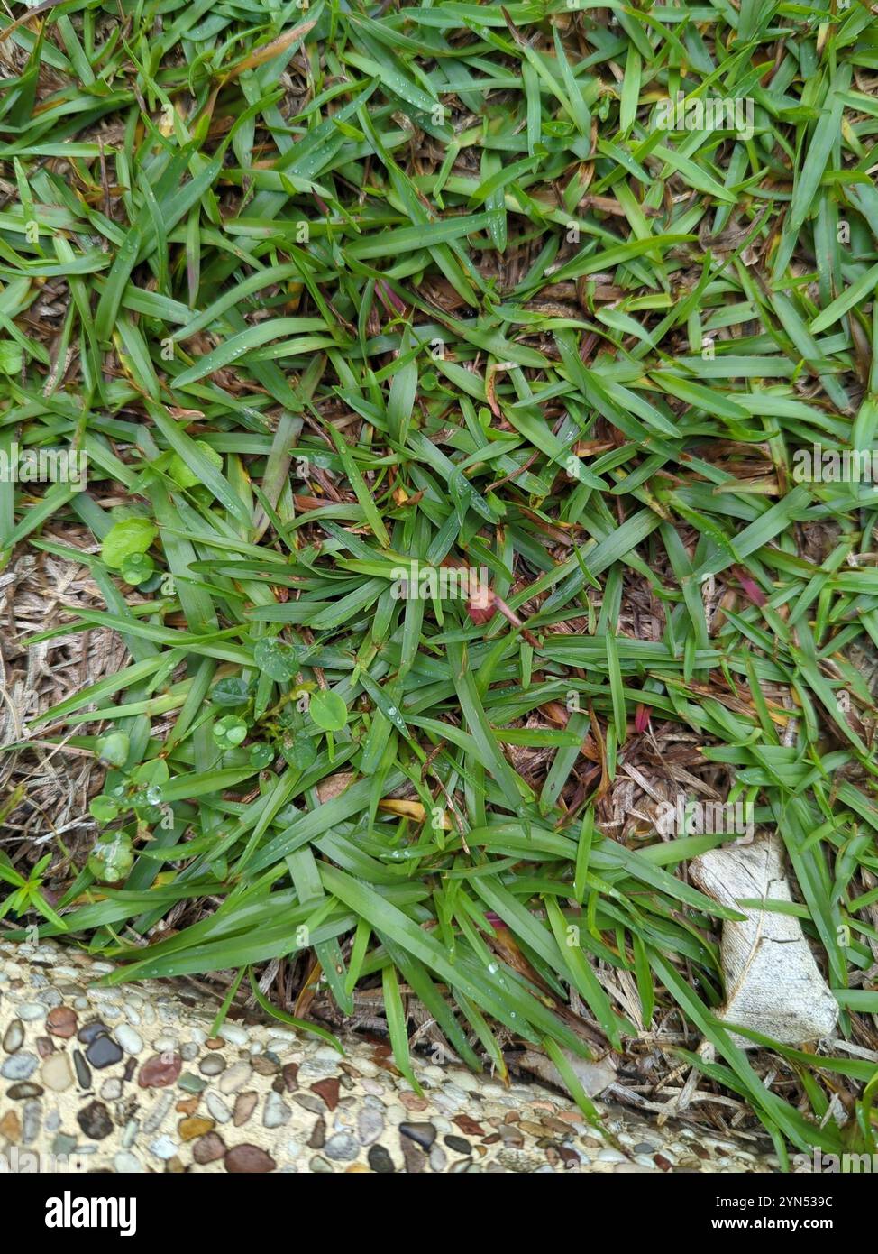 Stenotaphrum hi-res stock photography and images - Alamy