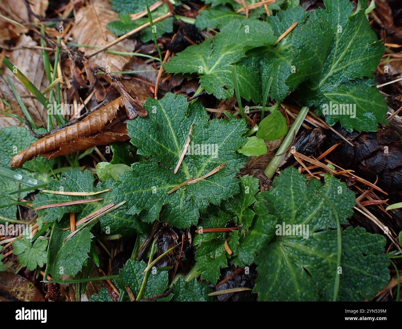 Pacific Sanicle (Sanicula crassicaulis Stock Photo - Alamy