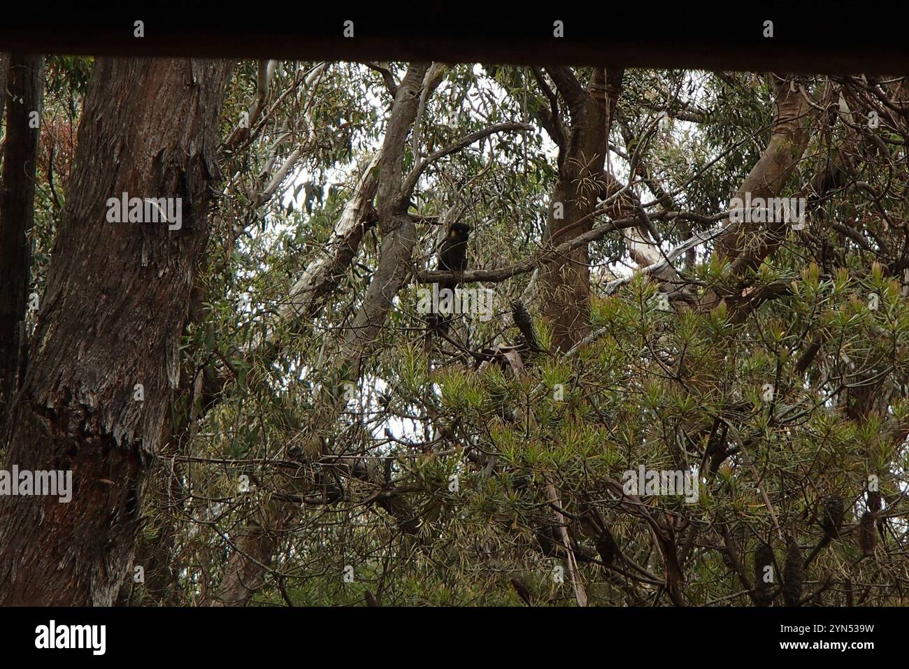 Yellow-tailed Black Cockatoo (Zanda funerea Stock Photo - Alamy