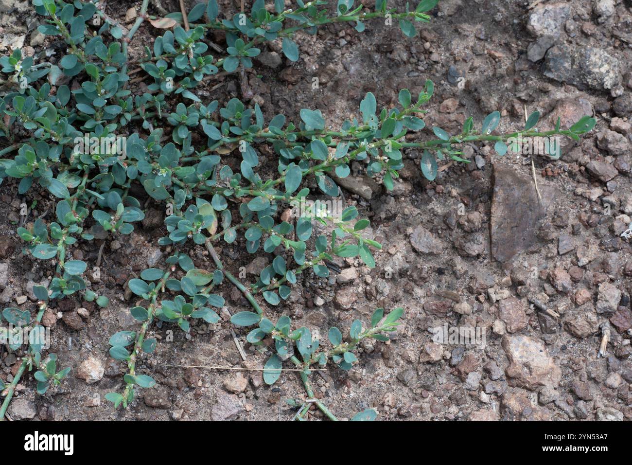 Prostrate Knotweed (Polygonum aviculare Stock Photo - Alamy