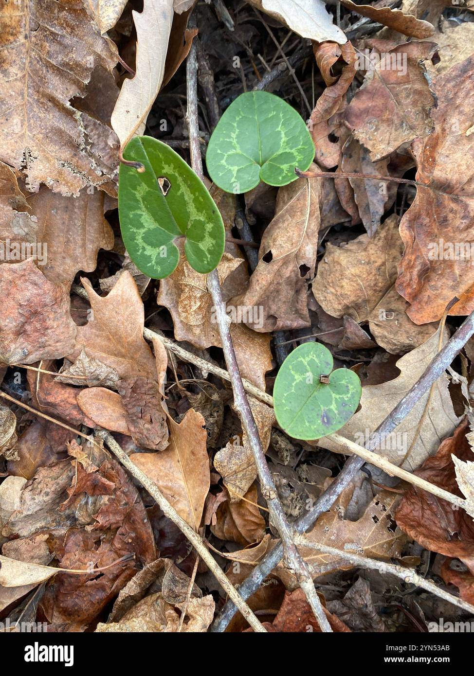 Variableleaf Heartleaf (Asarum lewisii Stock Photo - Alamy