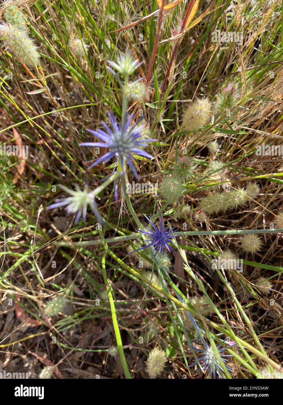 blue devil (Eryngium ovinum Stock Photo - Alamy