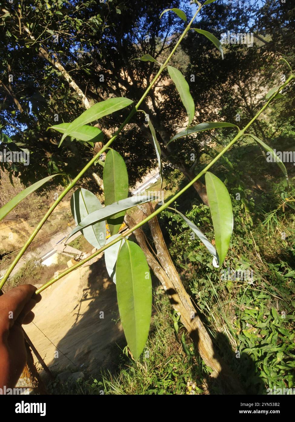 Ceylon ironwood (Mesua ferrea Stock Photo - Alamy
