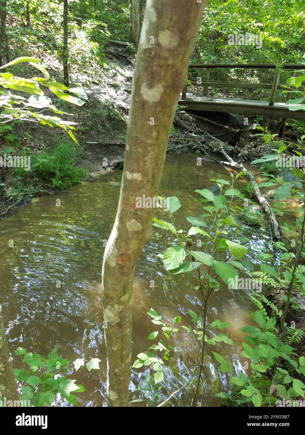 smooth alder (Alnus serrulata Stock Photo - Alamy