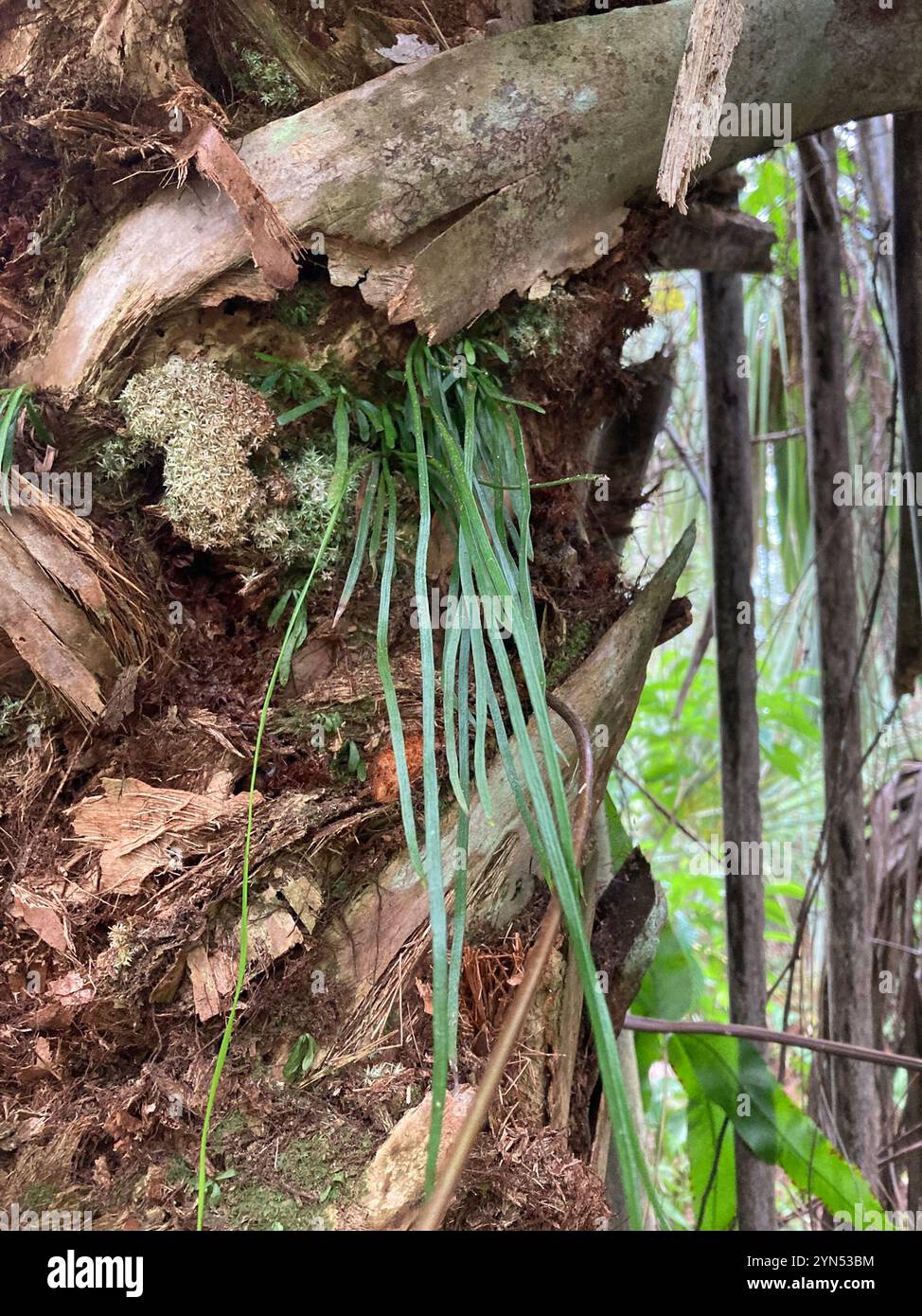 Shoestring Fern (Vittaria lineata Stock Photo - Alamy