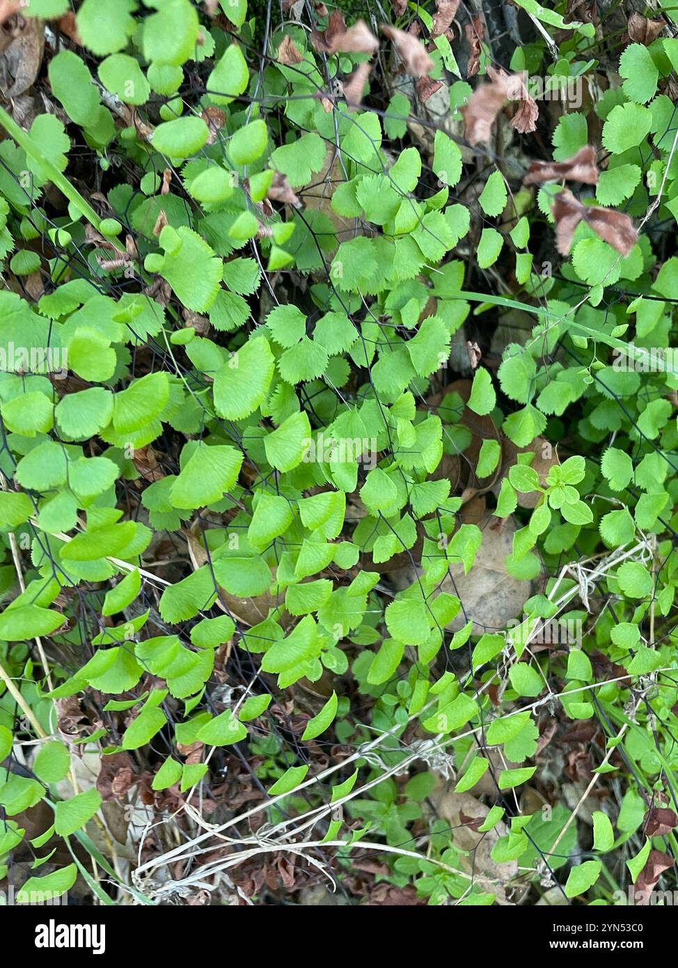 California Maidenhair Fern (Adiantum jordanii Stock Photo - Alamy