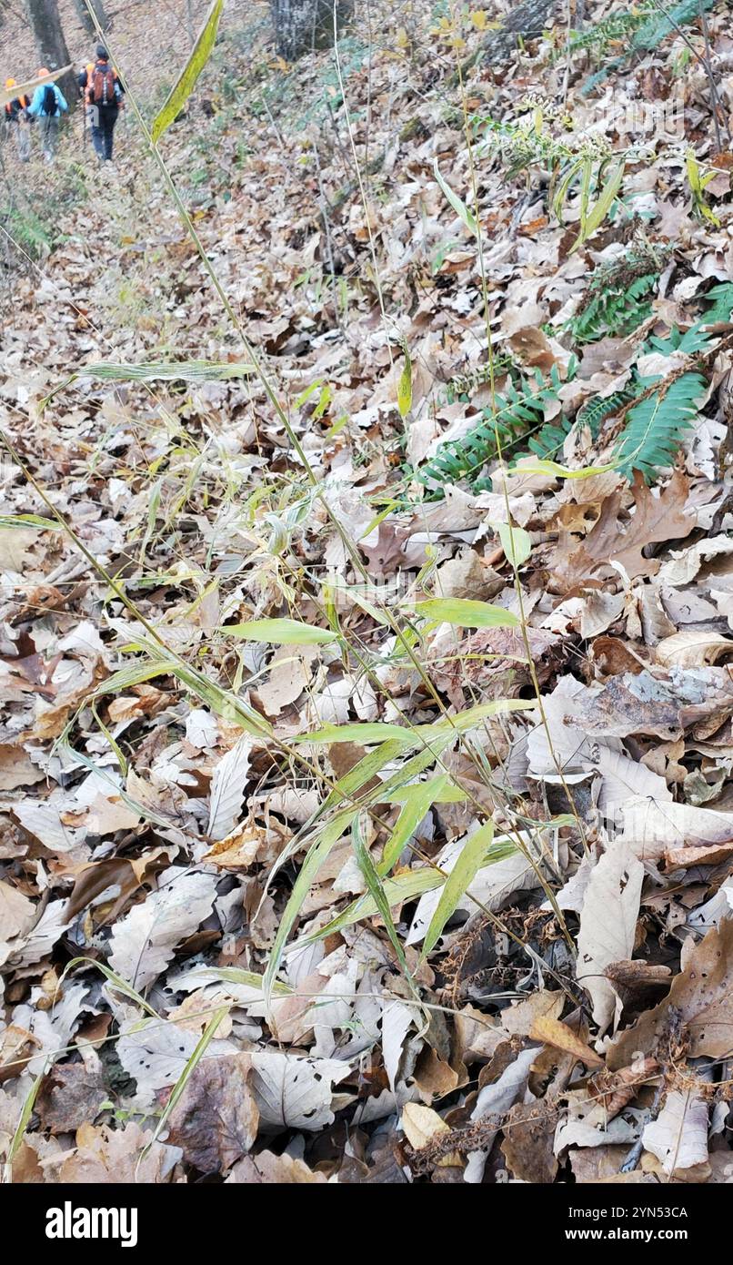 Long-awned Wood Grass (Brachyelytrum erectum Stock Photo - Alamy