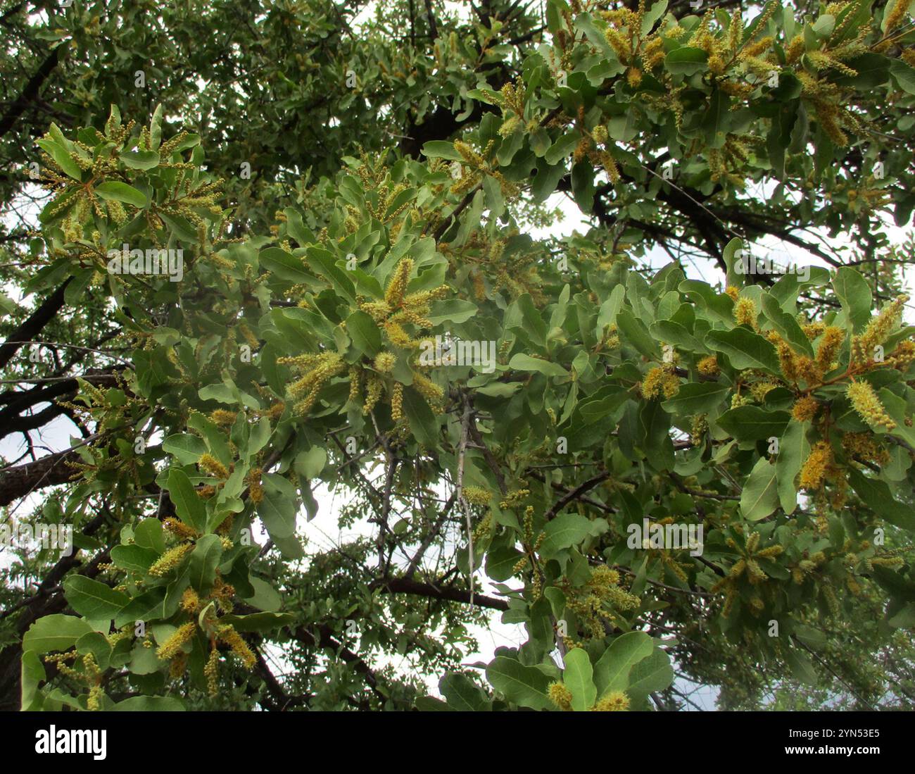 Combretum imberbe leadwood hi-res stock photography and images - Alamy