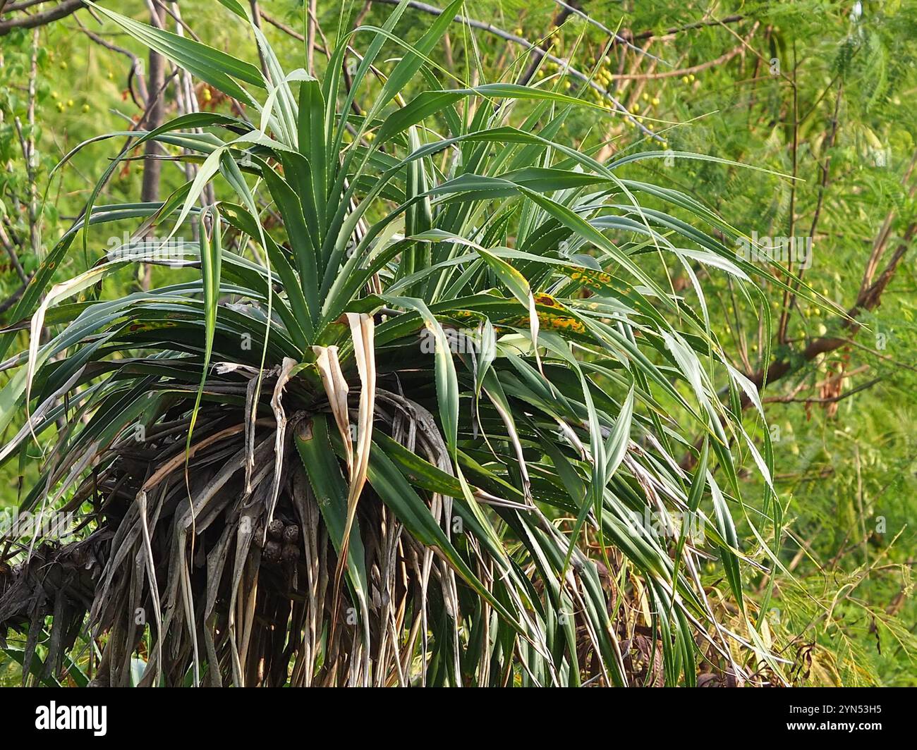 Screw-pine (Pandanus odorifer Stock Photo - Alamy