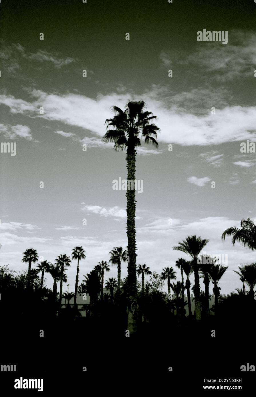 As the sun sets the palm trees are silhouetted against the dramatic ...