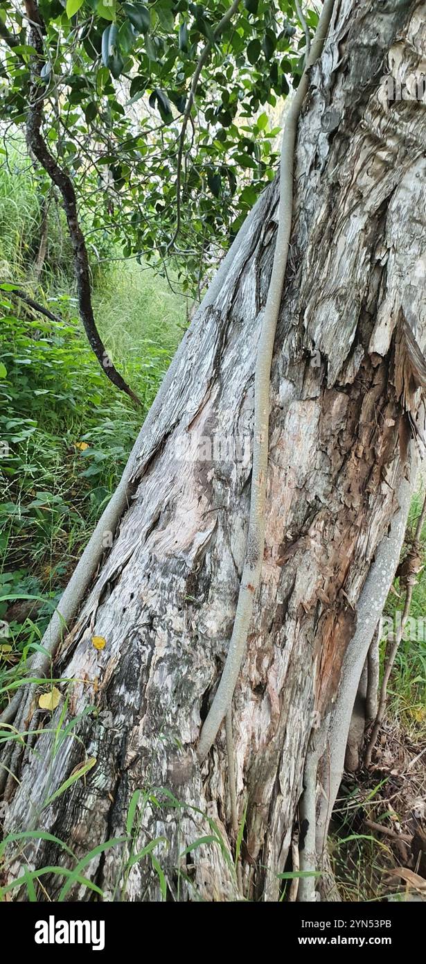 Port Jackson fig (Ficus rubiginosa Stock Photo - Alamy