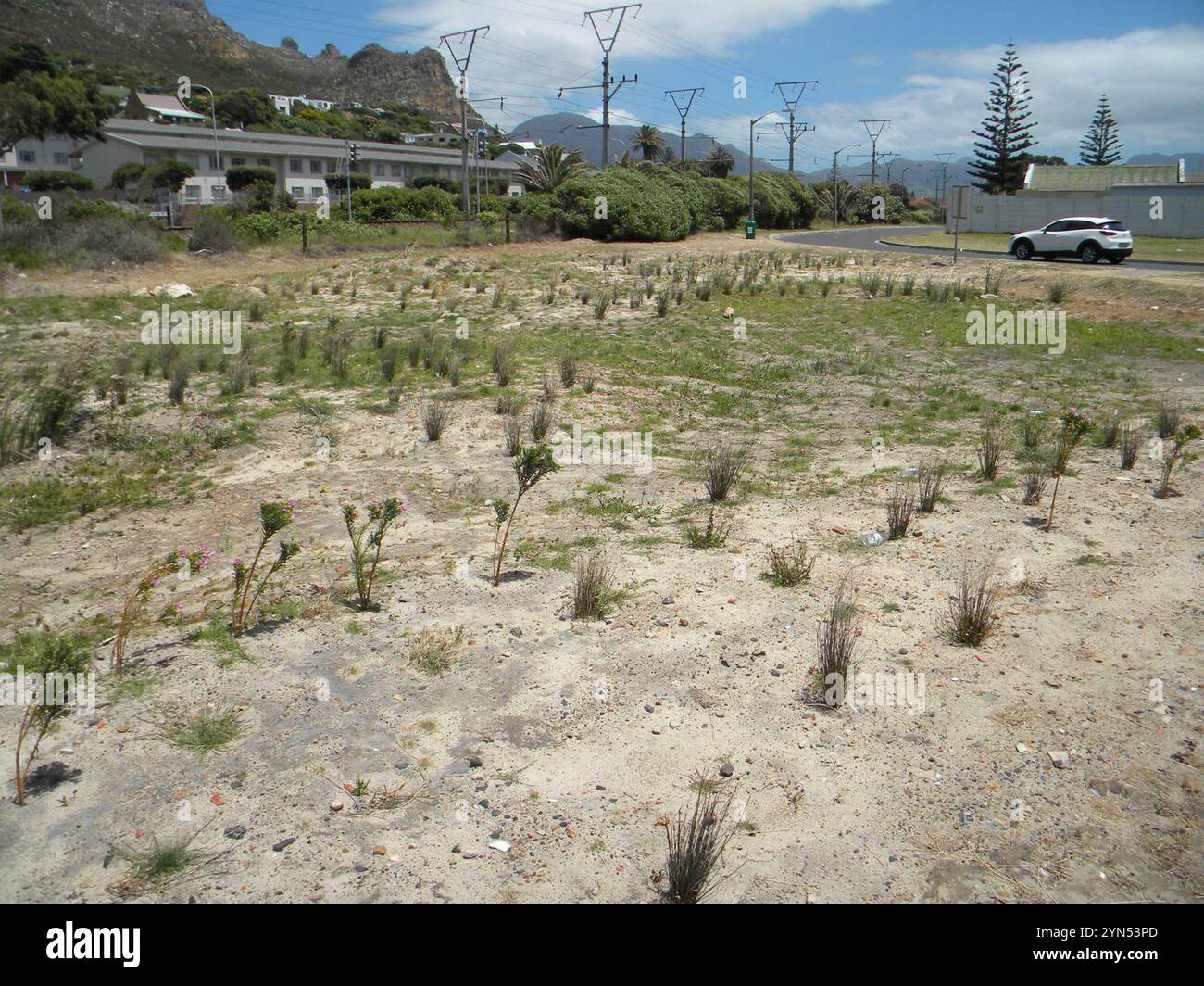 Sea Rose (Orphium frutescens Stock Photo - Alamy