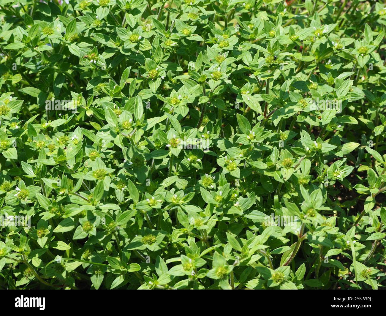 Tropical Mexican Clover (Richardia brasiliensis Stock Photo - Alamy