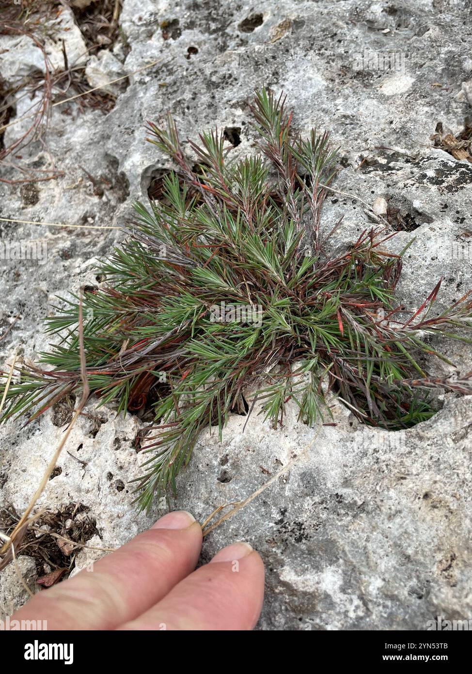Whitlow-wort (Paronychia virginica Stock Photo - Alamy