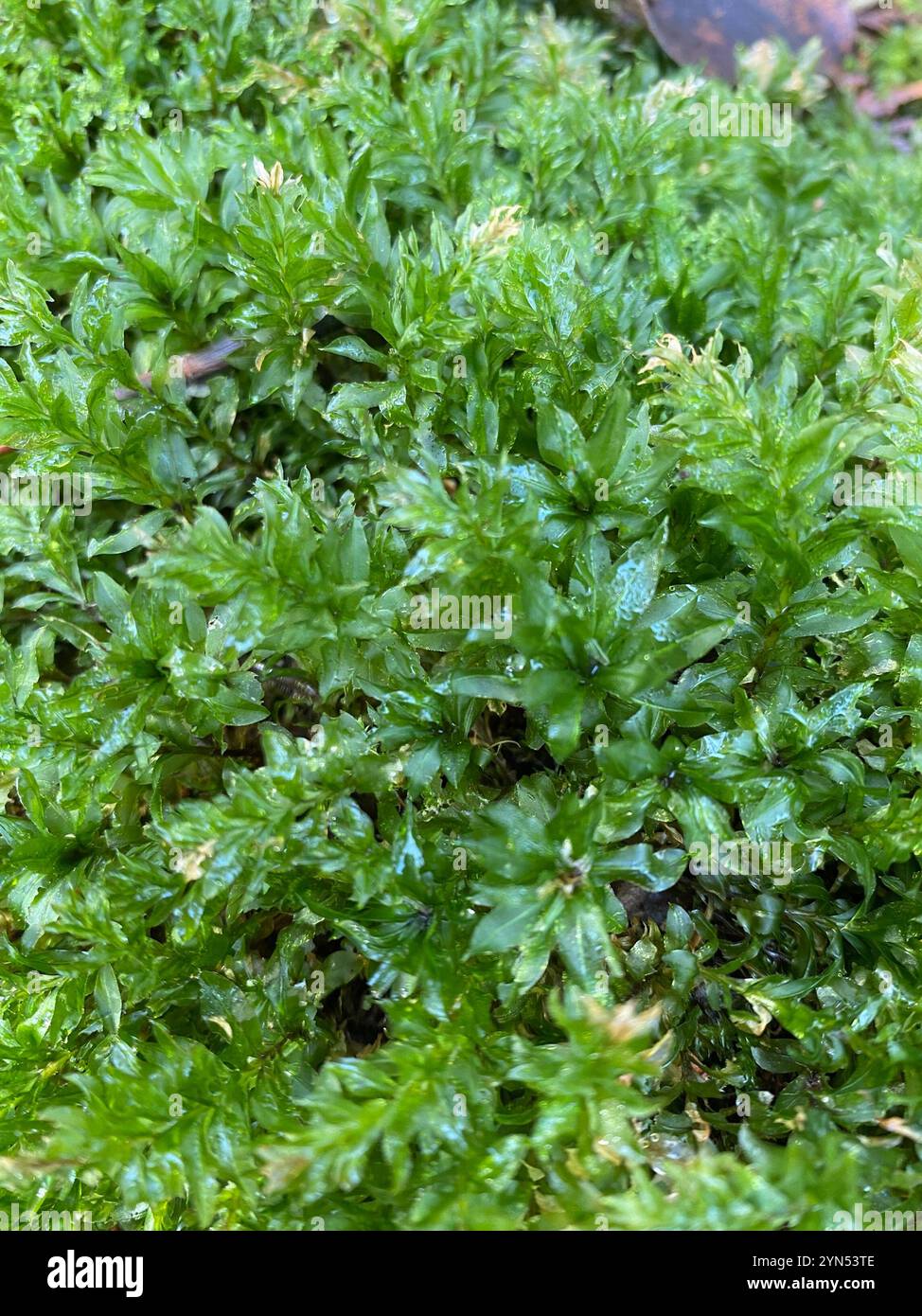 Badge Moss (Plagiomnium insigne Stock Photo - Alamy