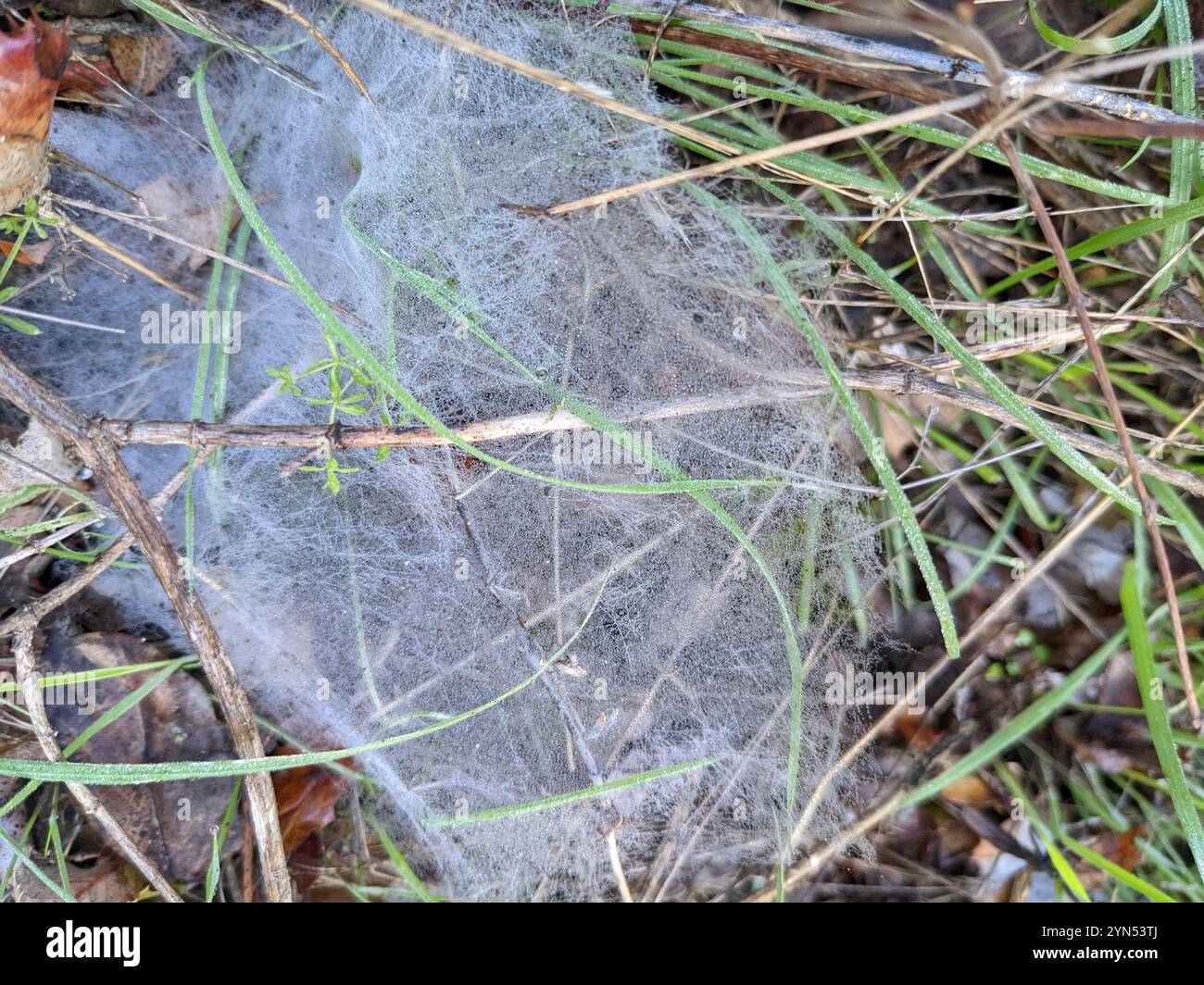 Sheetweb and Dwarf Weavers (Linyphiidae Stock Photo - Alamy