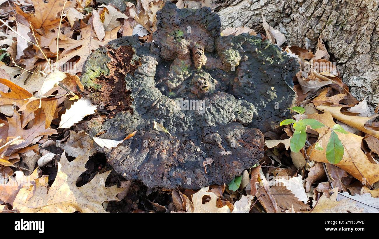 Cracked Cap Polypore (Fulvifomes robiniae Stock Photo - Alamy