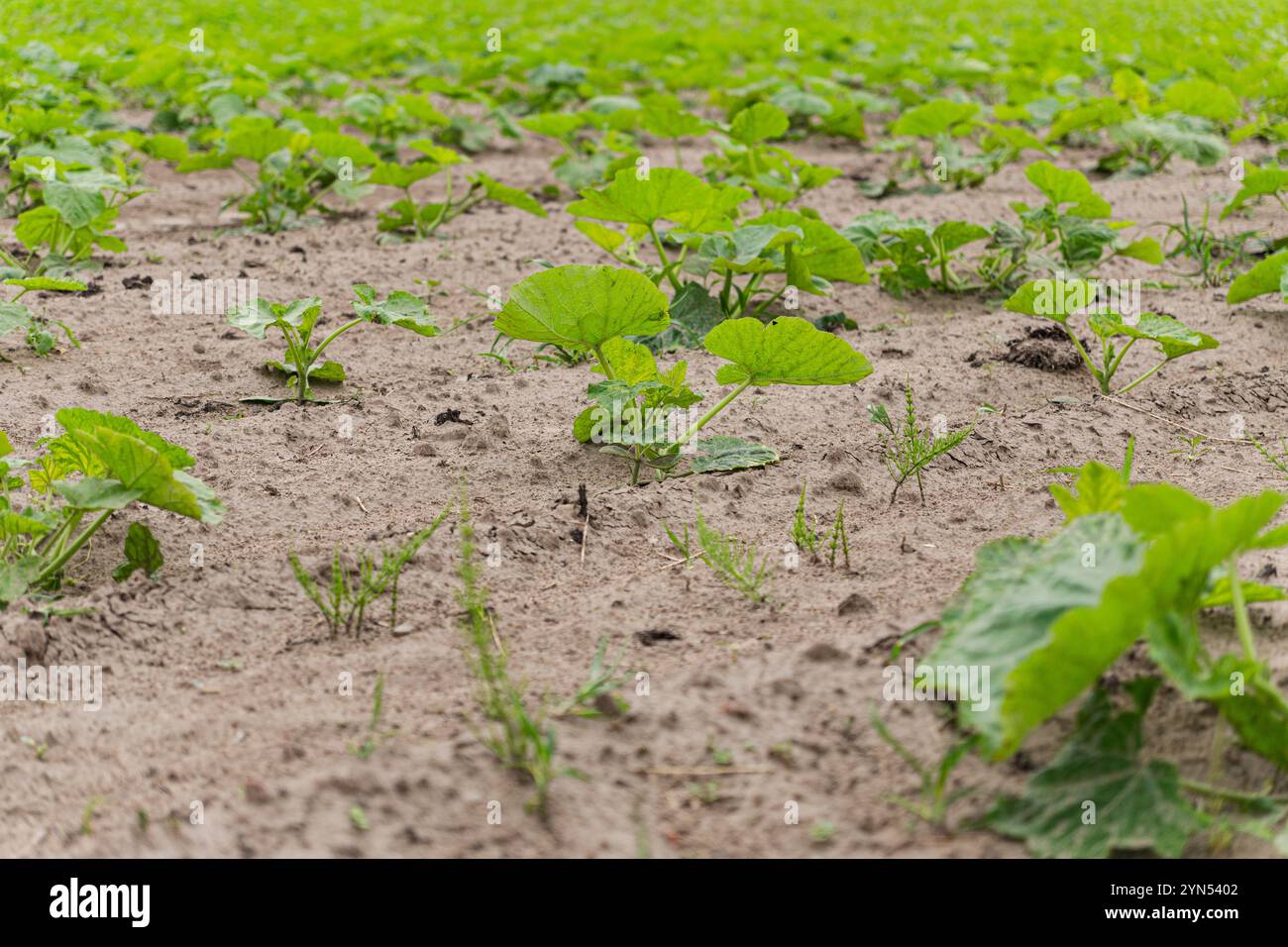 Detail of cucumber growing in the field during summer Stock Photo - Alamy
