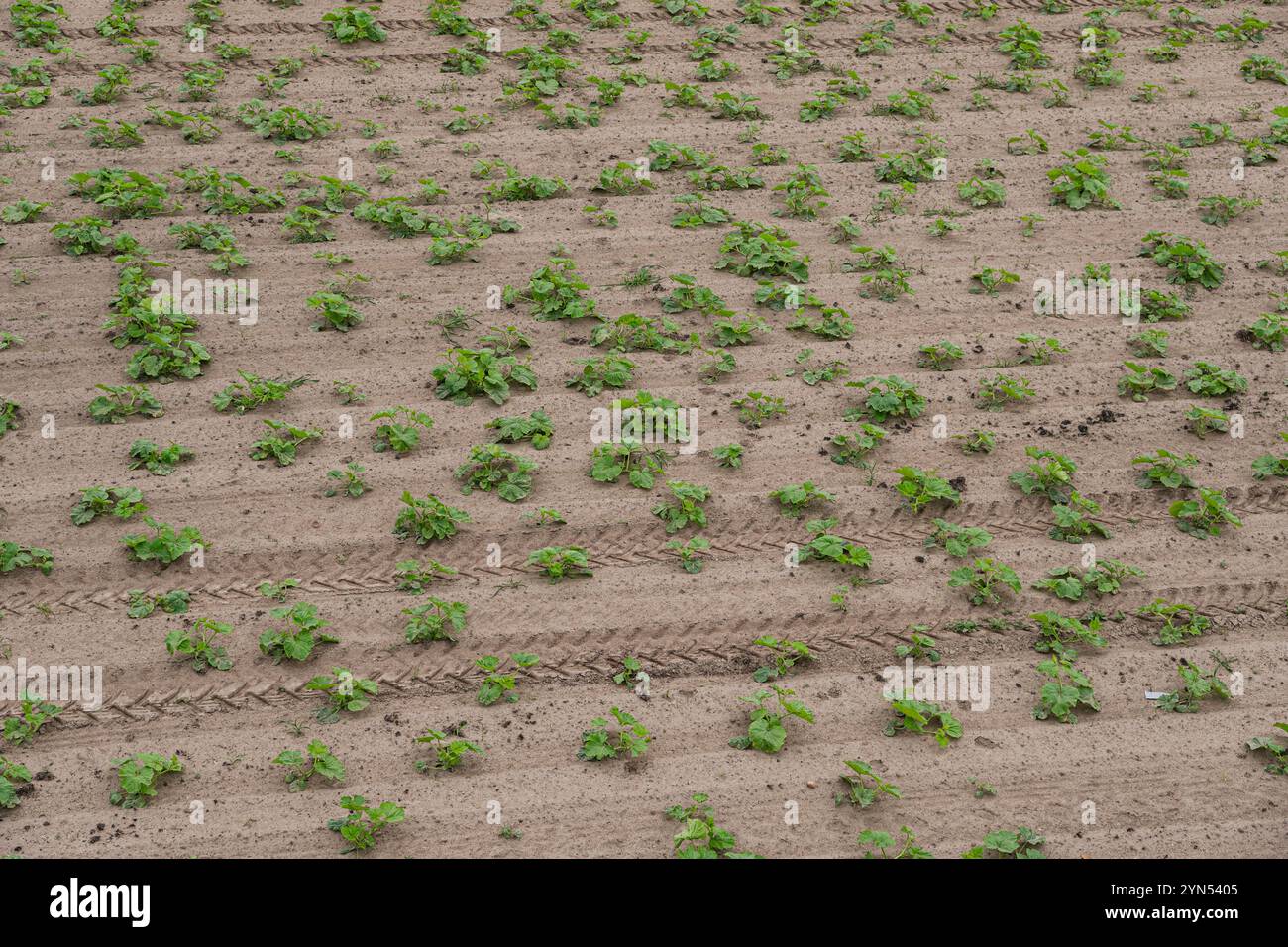 Cucumber growing in the field during summer season Stock Photo - Alamy