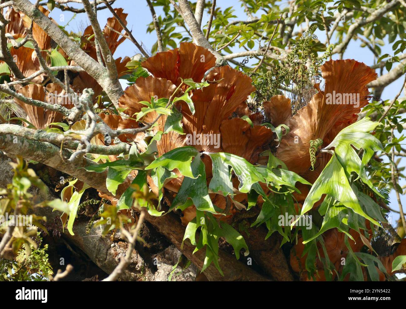 triangle staghorn fern (Platycerium stemaria Stock Photo - Alamy