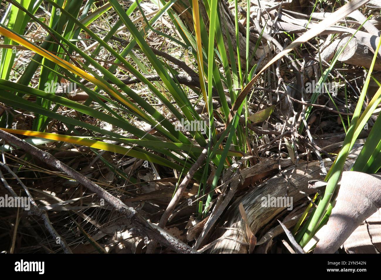 Diplarrena hi-res stock photography and images - Alamy