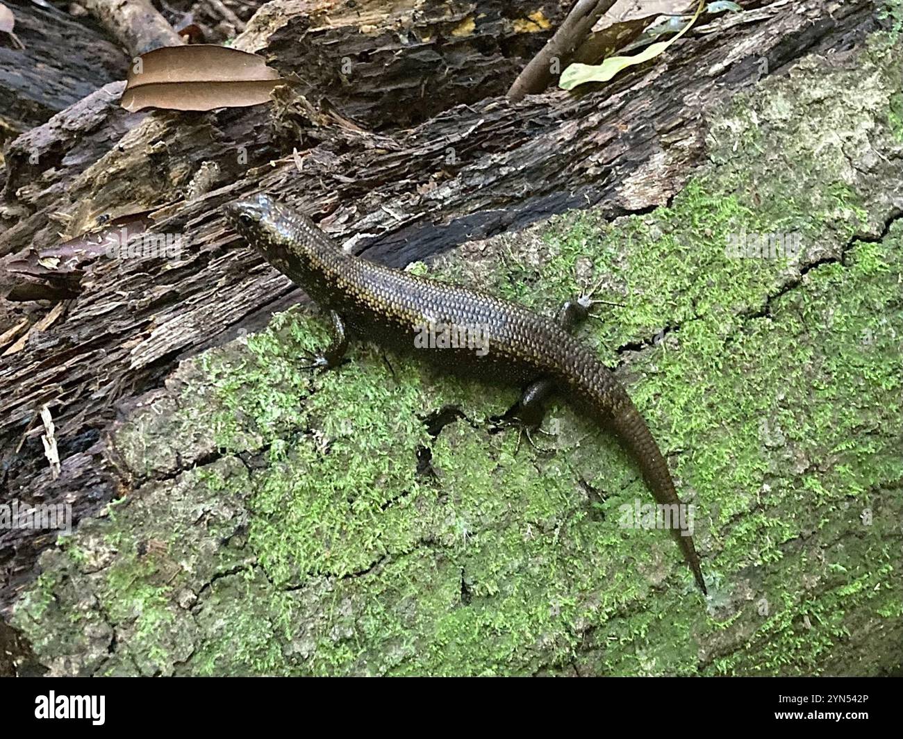 Blue-speckled Forest Skink (Silvascincus murrayi Stock Photo - Alamy