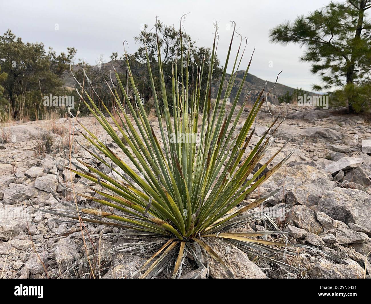 Wheeler sotol (Dasylirion wheeleri Stock Photo - Alamy