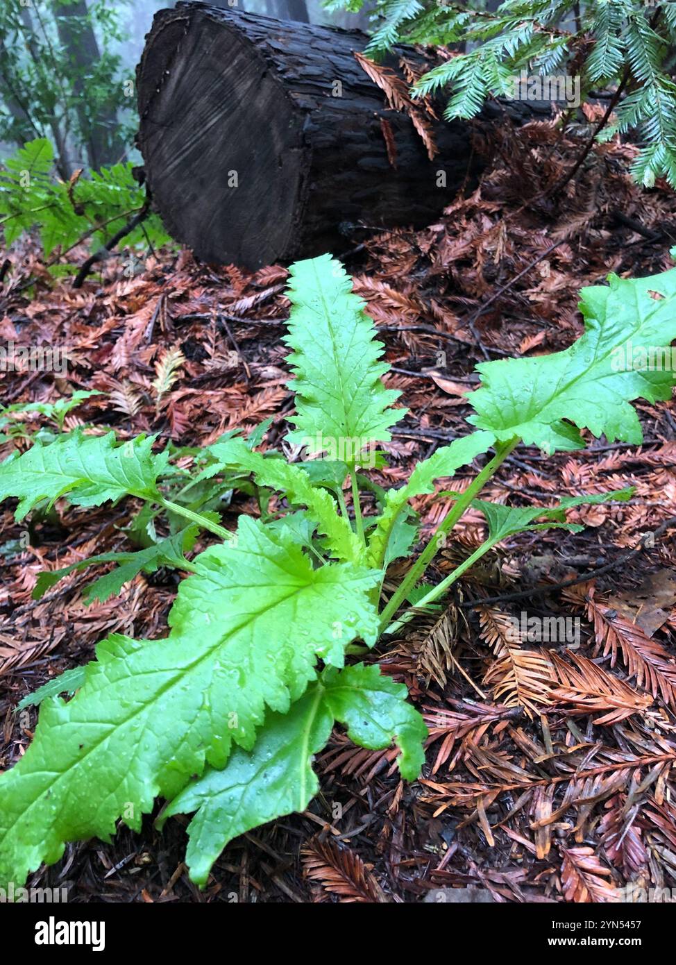 California beeplant (Scrophularia californica Stock Photo - Alamy
