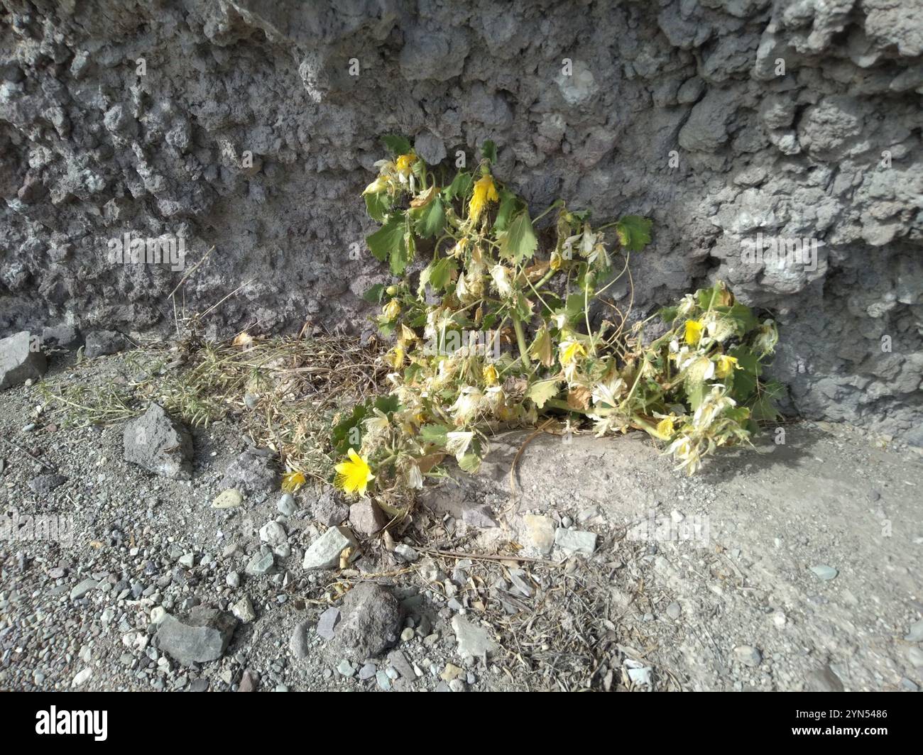 Eucnide bartonioides hi-res stock photography and images - Alamy