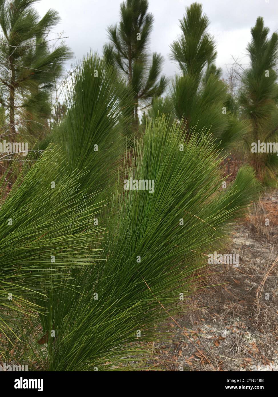 longleaf pine (Pinus palustris Stock Photo - Alamy