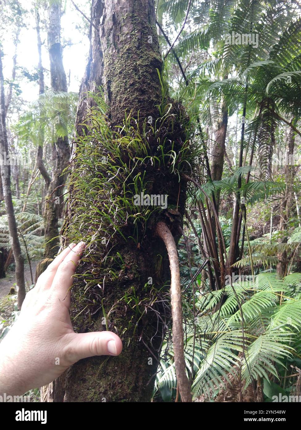 Kolokolo hi-res stock photography and images - Alamy