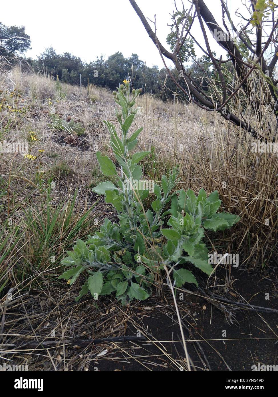 Telegraphweed (Heterotheca grandiflora Stock Photo - Alamy
