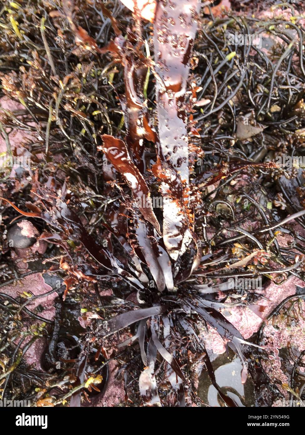 red algae (Rhodophyta Stock Photo - Alamy