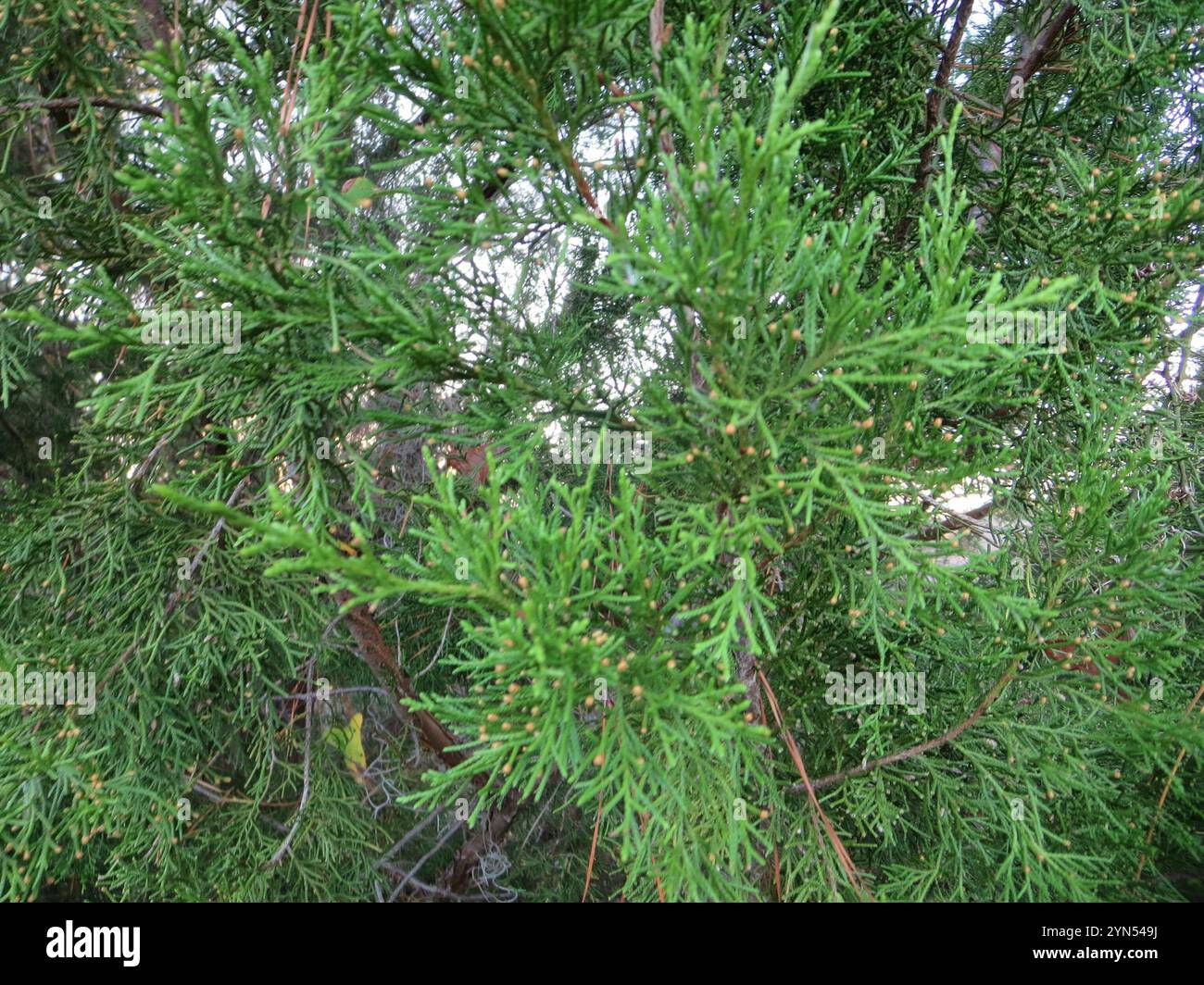 eastern redcedar (Juniperus virginiana Stock Photo - Alamy