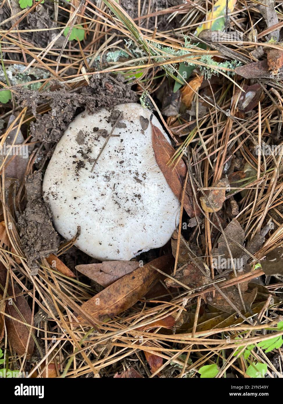 California Agaricus (Agaricus californicus Stock Photo - Alamy