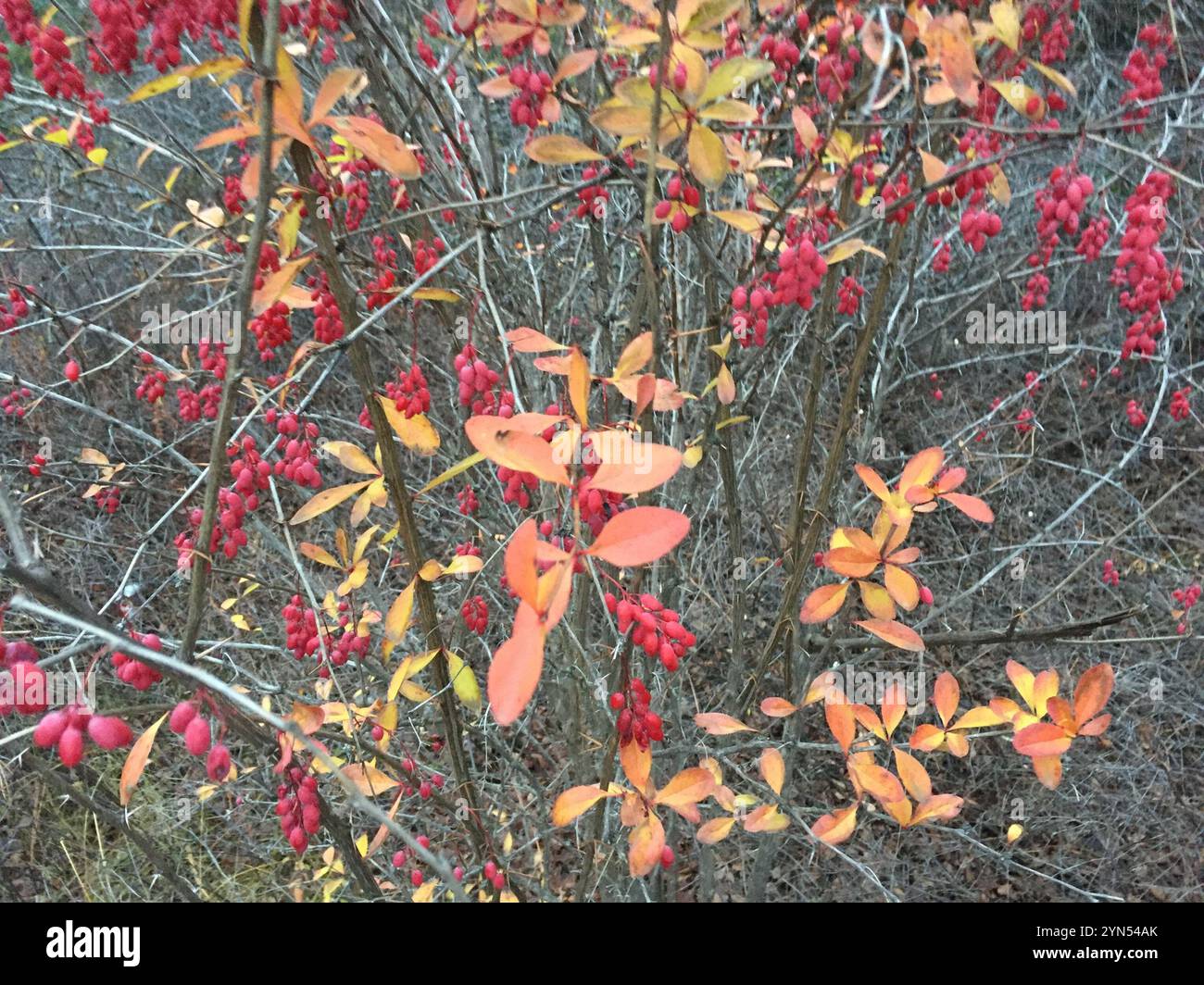 European barberry (Berberis vulgaris Stock Photo - Alamy
