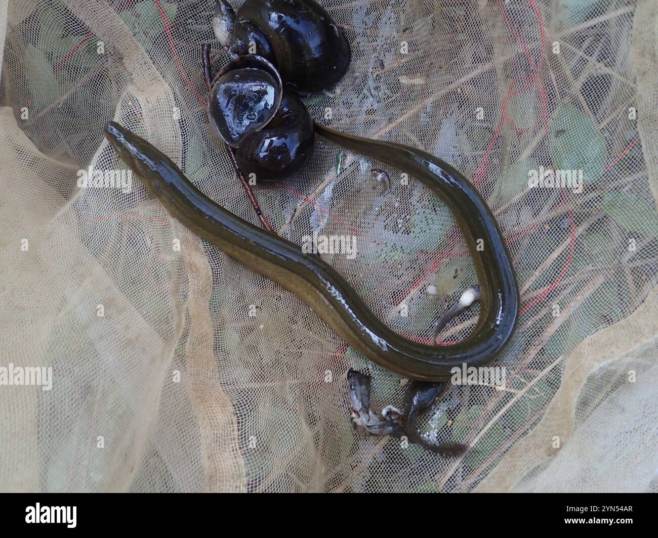 Asian Swamp Eel (Monopterus albus Stock Photo - Alamy