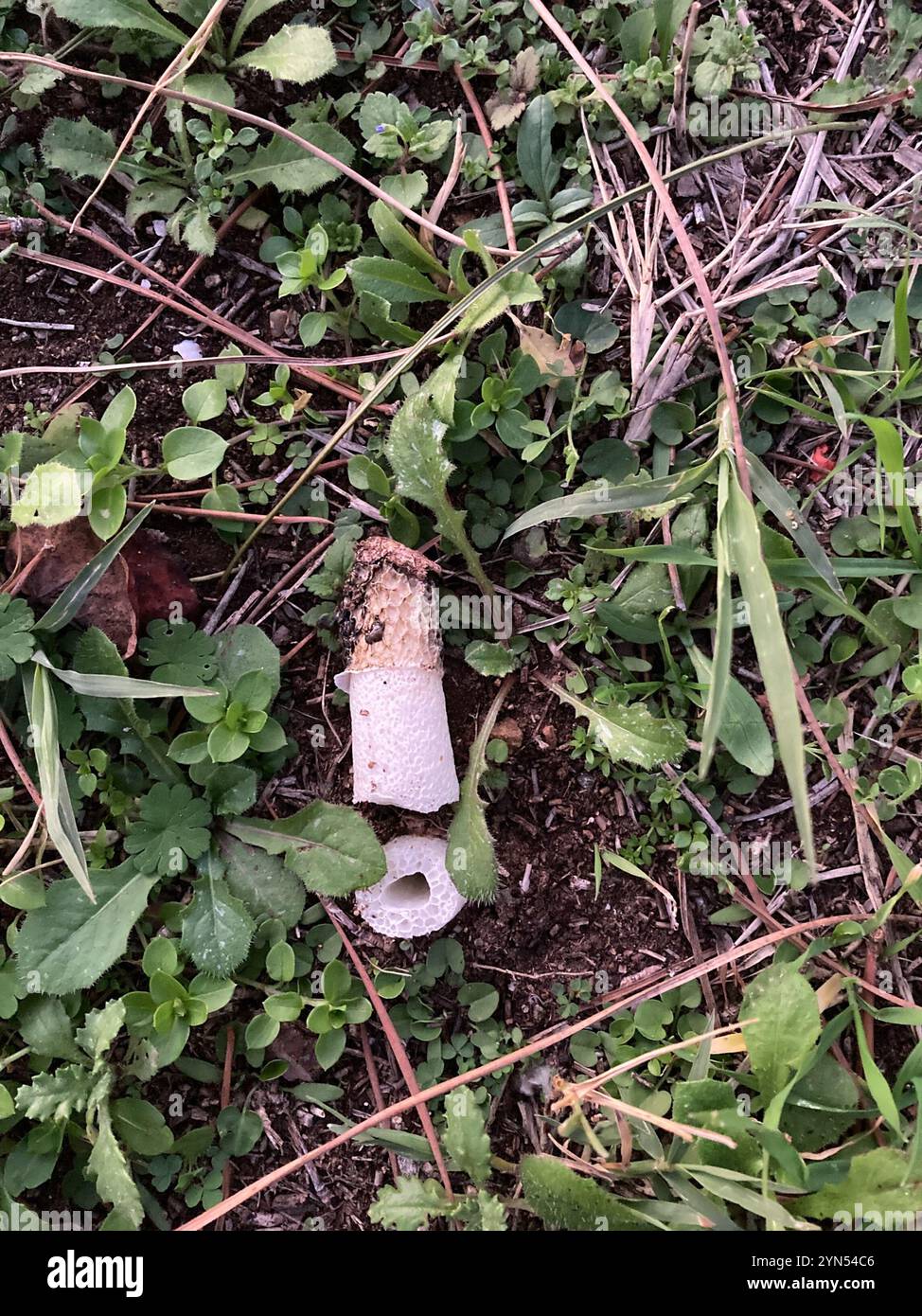 dune stinkhorn (Phallus hadriani Stock Photo - Alamy