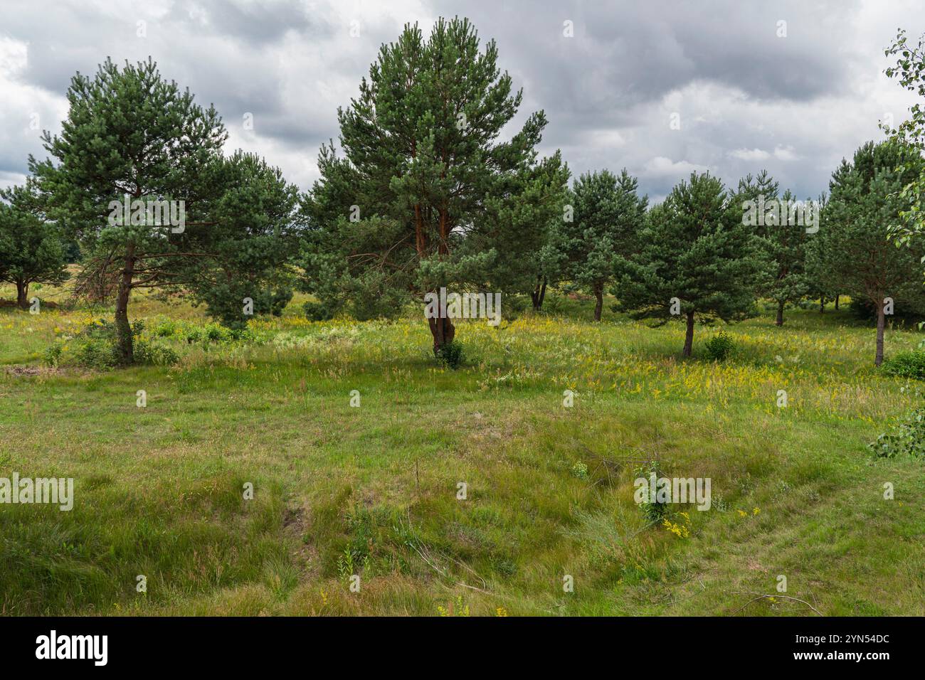 Natural landscape with small green trees and meadows Stock Photo - Alamy