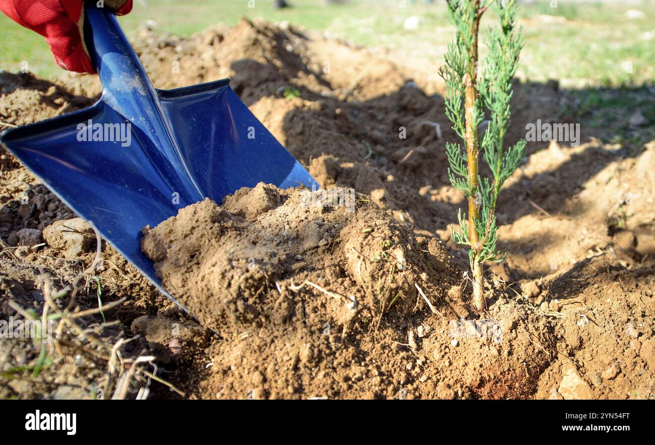 A person is planting a young tree in soft soil with a blue shovel under ...