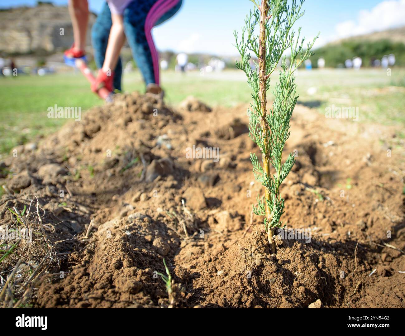 Volunteers engage in tree planting activities at a local park ...